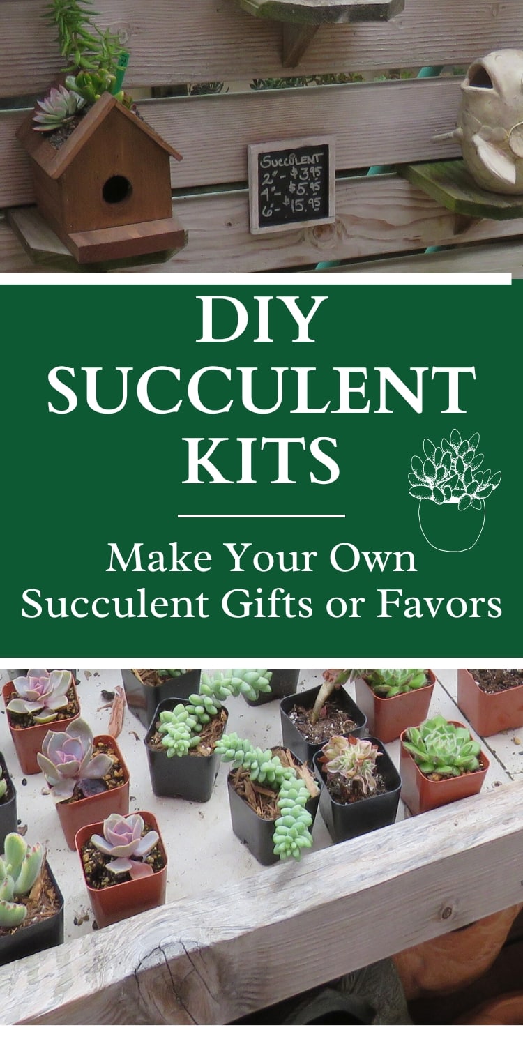 DIY Succulent Kits: Fun Gifts For Plant Lovers